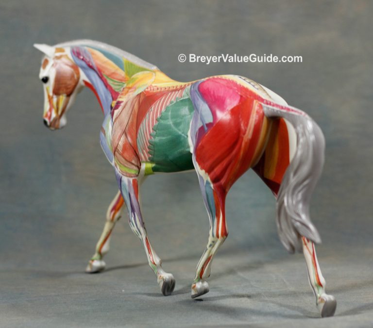 Anatomy in Motion | Breyer Value Guide